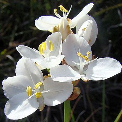 Libertia chilensis
