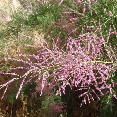 hesperaloe funifera bloom