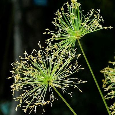 cyperus cyperoides