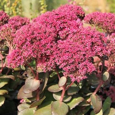 sedum thunderhead