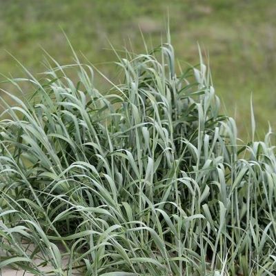 panicum amarum florida