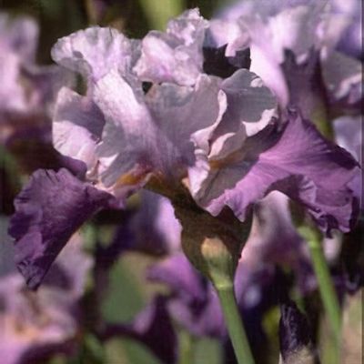 iris 'draco'