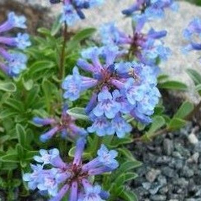 Penstemon procerus var. formosus