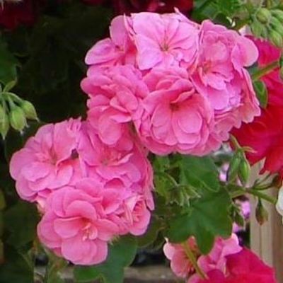 sybil geraniums