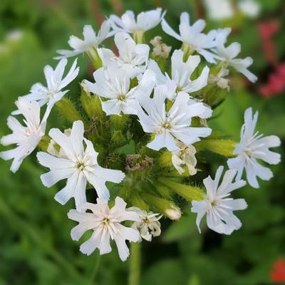 silene maritima alba