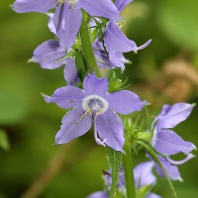campanula bacta
