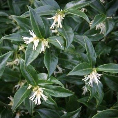 pruning sarcococca humilis