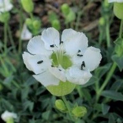 silene maritima alba