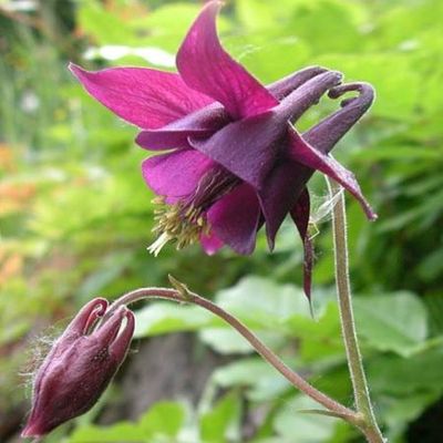 Aquilegia atrata