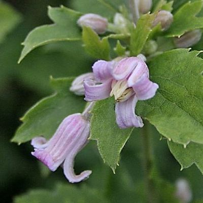 dwarf clematis