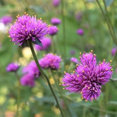 gomphrena globosa fireworks