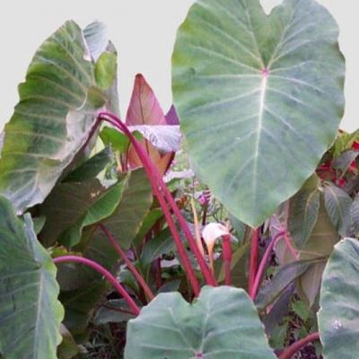 colocasia esculenta jack's giant