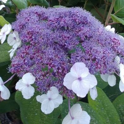 Hydrangea robusta