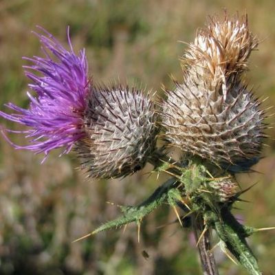 tuberous thistle