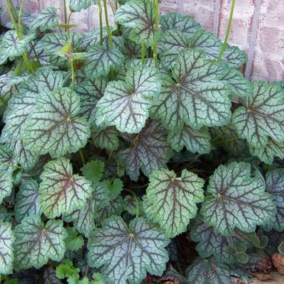 heuchera red spangles