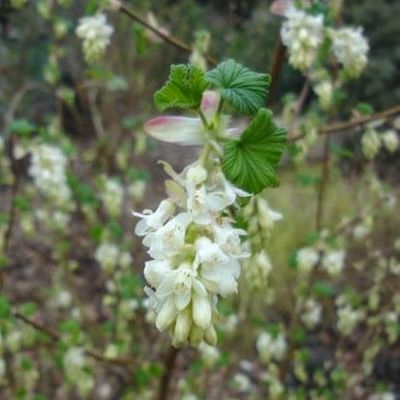 white flowered currant