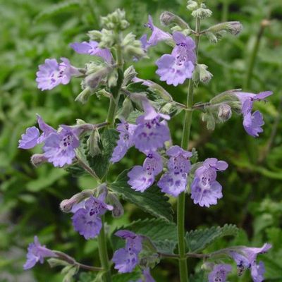 nepeta andre chaudron