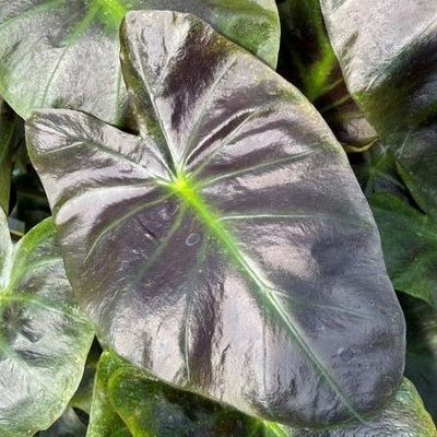colocasia esculenta jack's giant