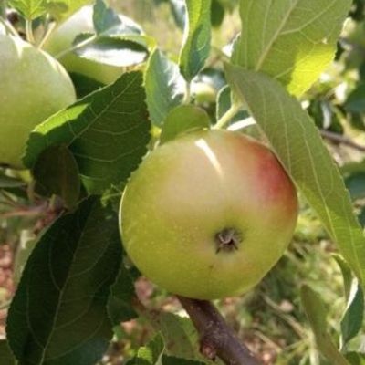 Malus domestica 'Cobra'