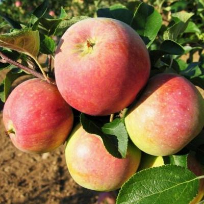 Malus domestica 'Red James Grieve'