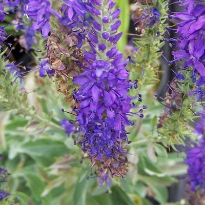 veronica silver carpet