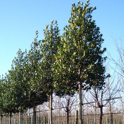 ilex pleached trees