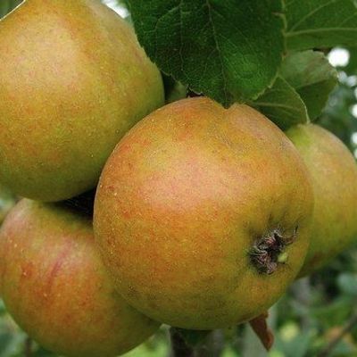 Malus domestica 'Court of Wick'
