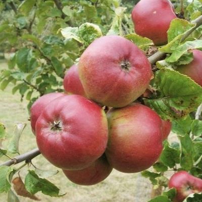 Malus domestica 'Norfolk Beefing'