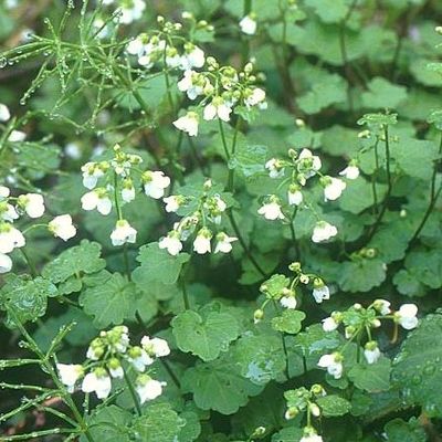 cardamine raphanifolia