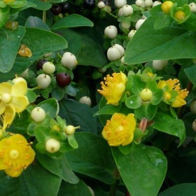 hypericum inodorum white gem