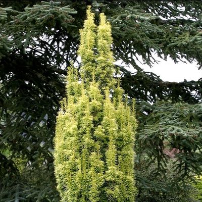Taxus baccata 'Silver Spire'