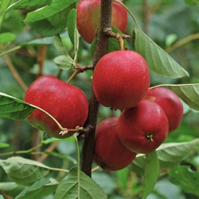 Malus domestica 'Summerred'