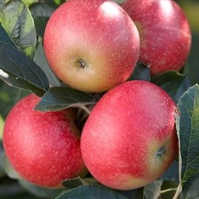 Malus domestica 'Benoni'