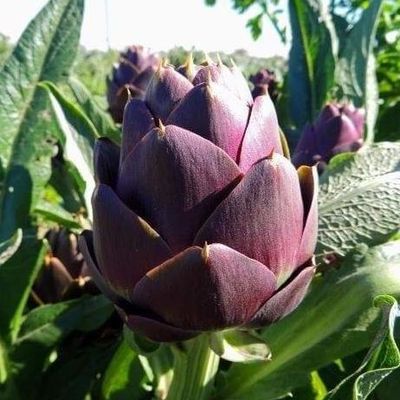 dwarf artichoke