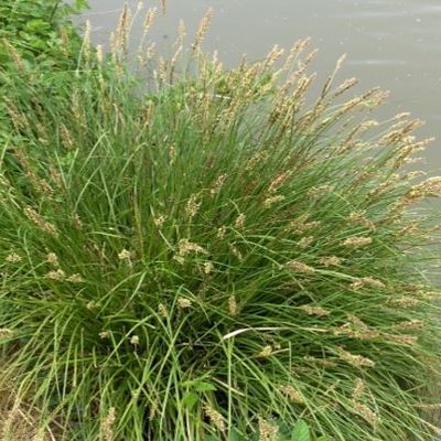 carex paniculata