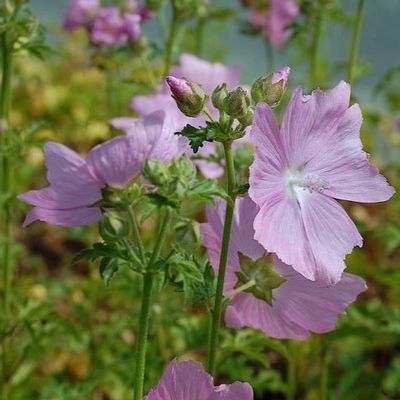 malva alcea uses