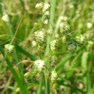 Briza minor