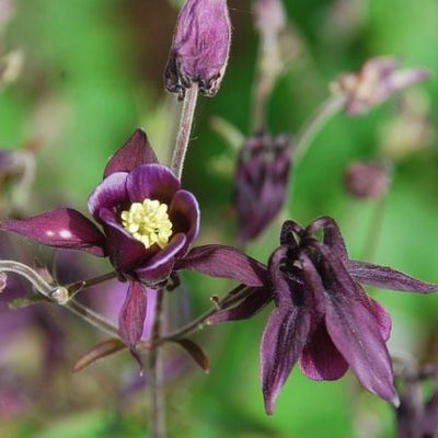 Aquilegia vulgaris 'Kuhistanica'