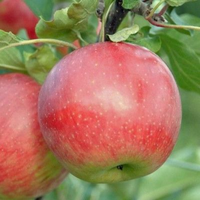 Malus domestica 'Cybele'