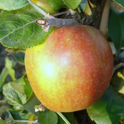 Malus domestica 'Delbard Jubile'