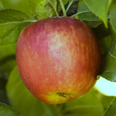 Malus domestica 'Pomme des Moissons'