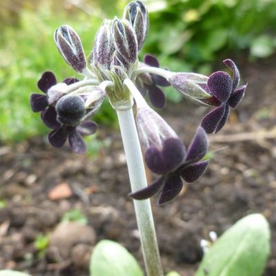 Primula melanantha
