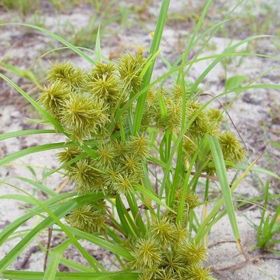 cyperus cyperoides