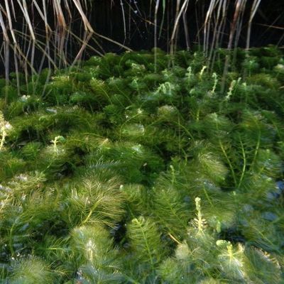 myriophyllum pinnatum