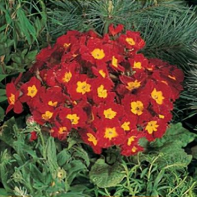 red polyanthus