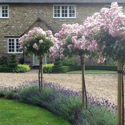 rosa 'ballerina pruning