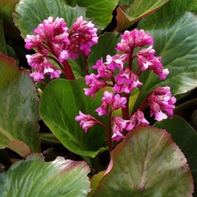 bergenia bressingham ruby uk