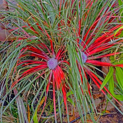 fascicularia