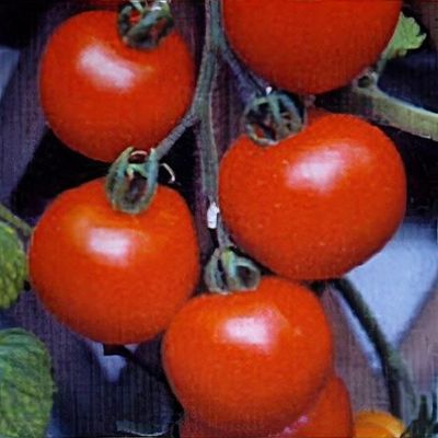 incas tomato