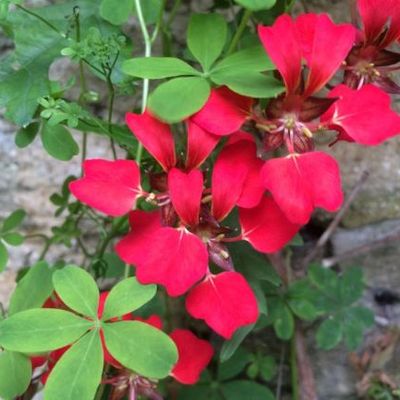 Tropaeolum speciosum